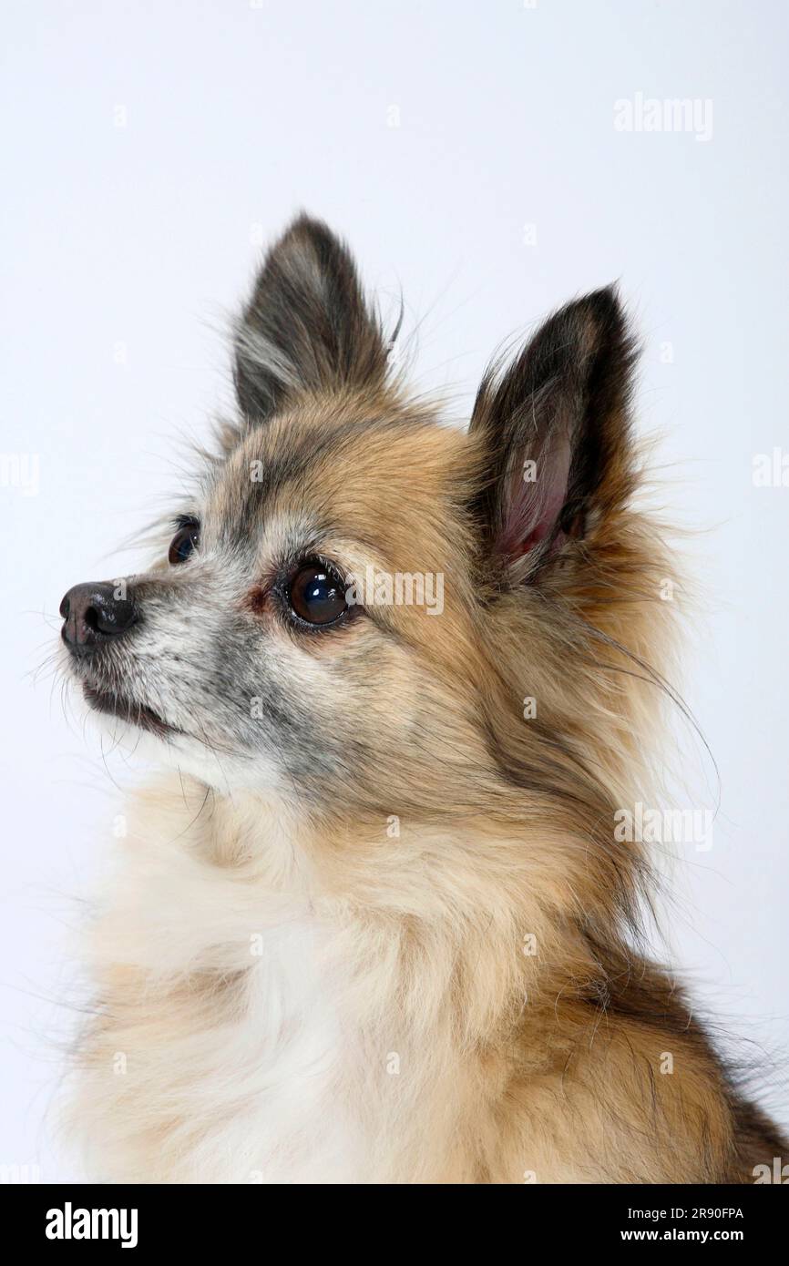 Studio portrait chihuahua dog hi-res stock photography and images - Alamy