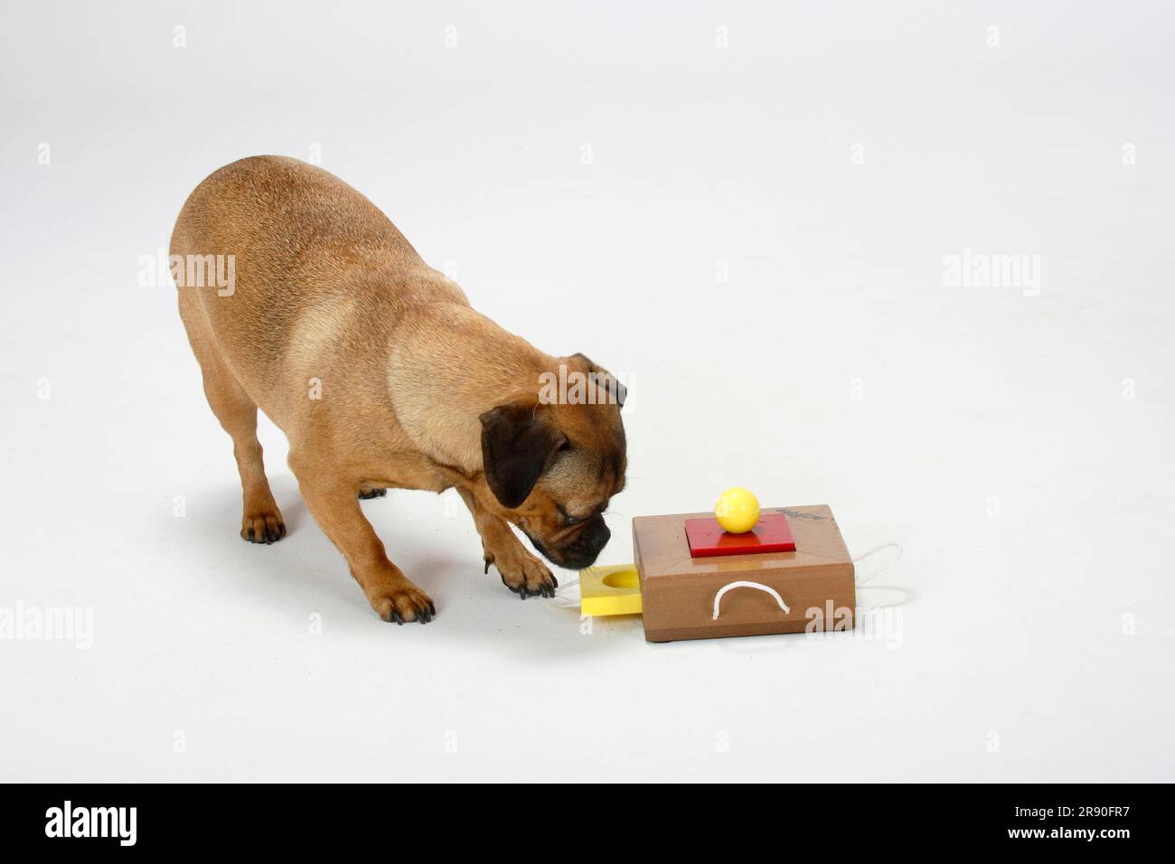 Mixed breed dog (Dachshund-Pug mix), bitch, intelligence toy ...