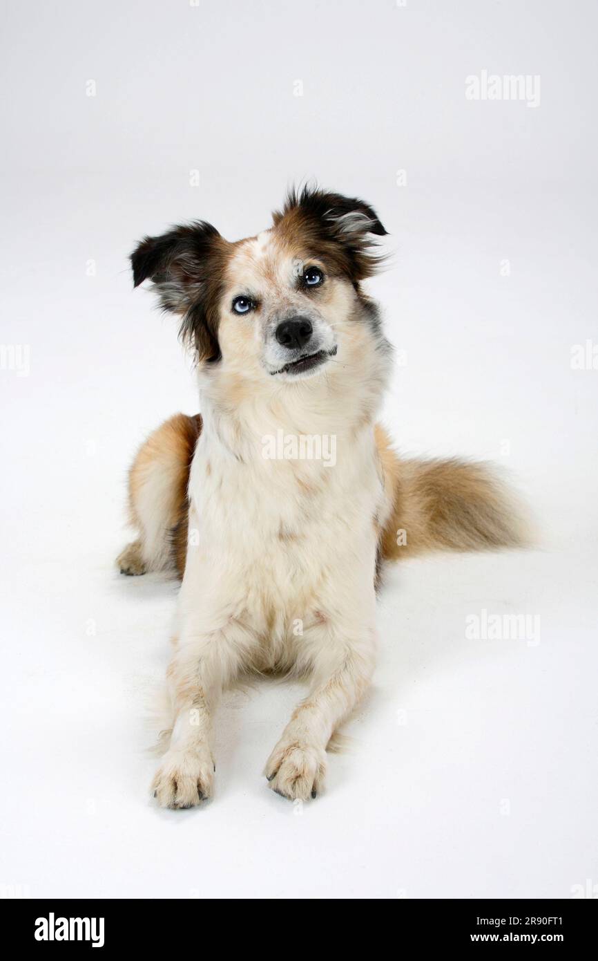Mixed breed dog (crossbred Border Collie Stock Photo - Alamy