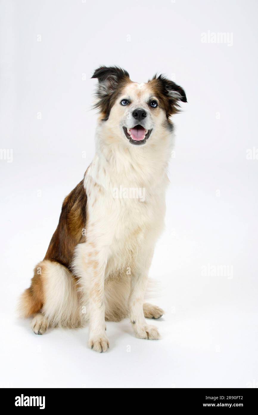 Mixed breed dog (crossbred Border Collie Stock Photo - Alamy