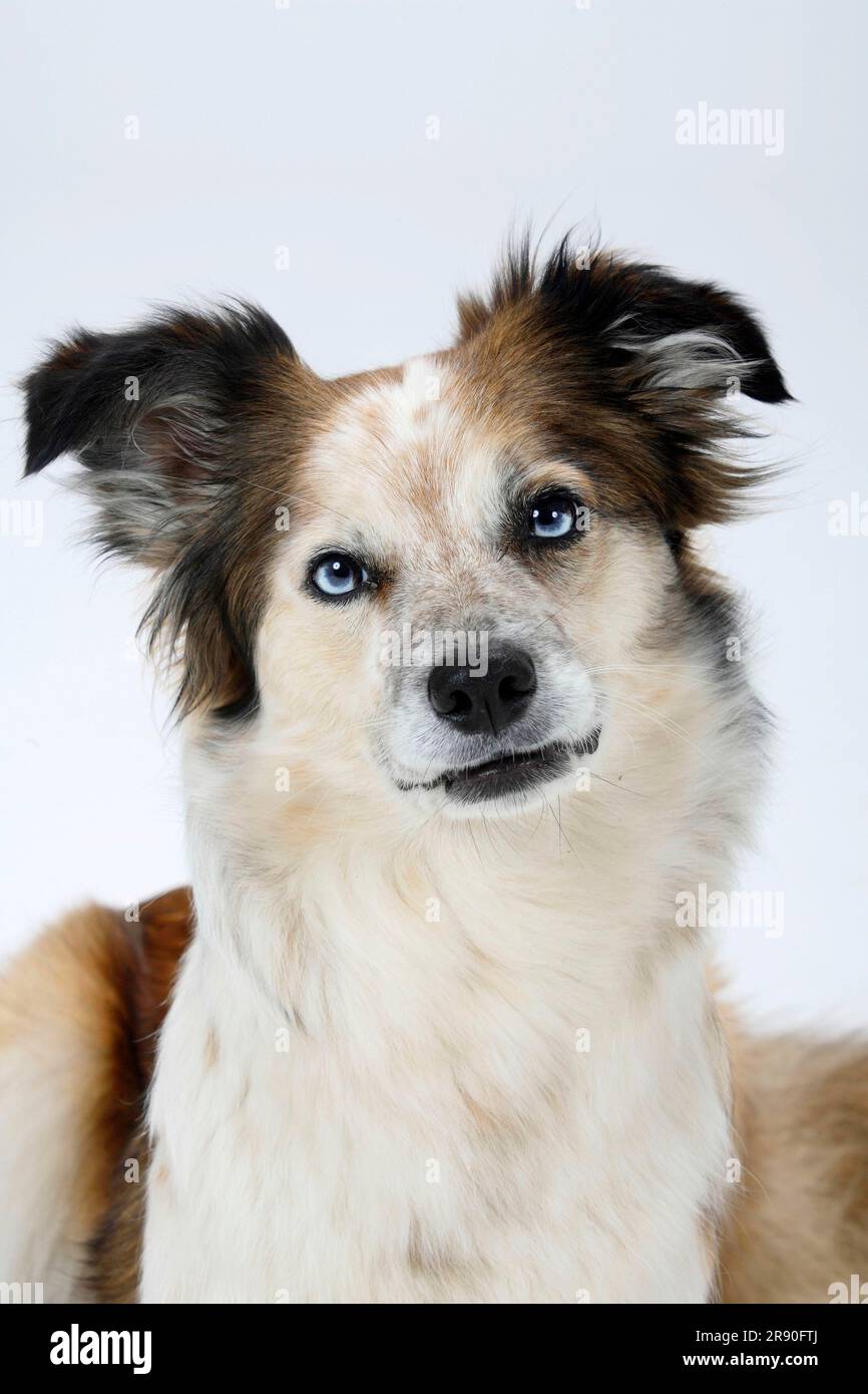 Mixed breed dog (crossbred Border Collie Stock Photo - Alamy
