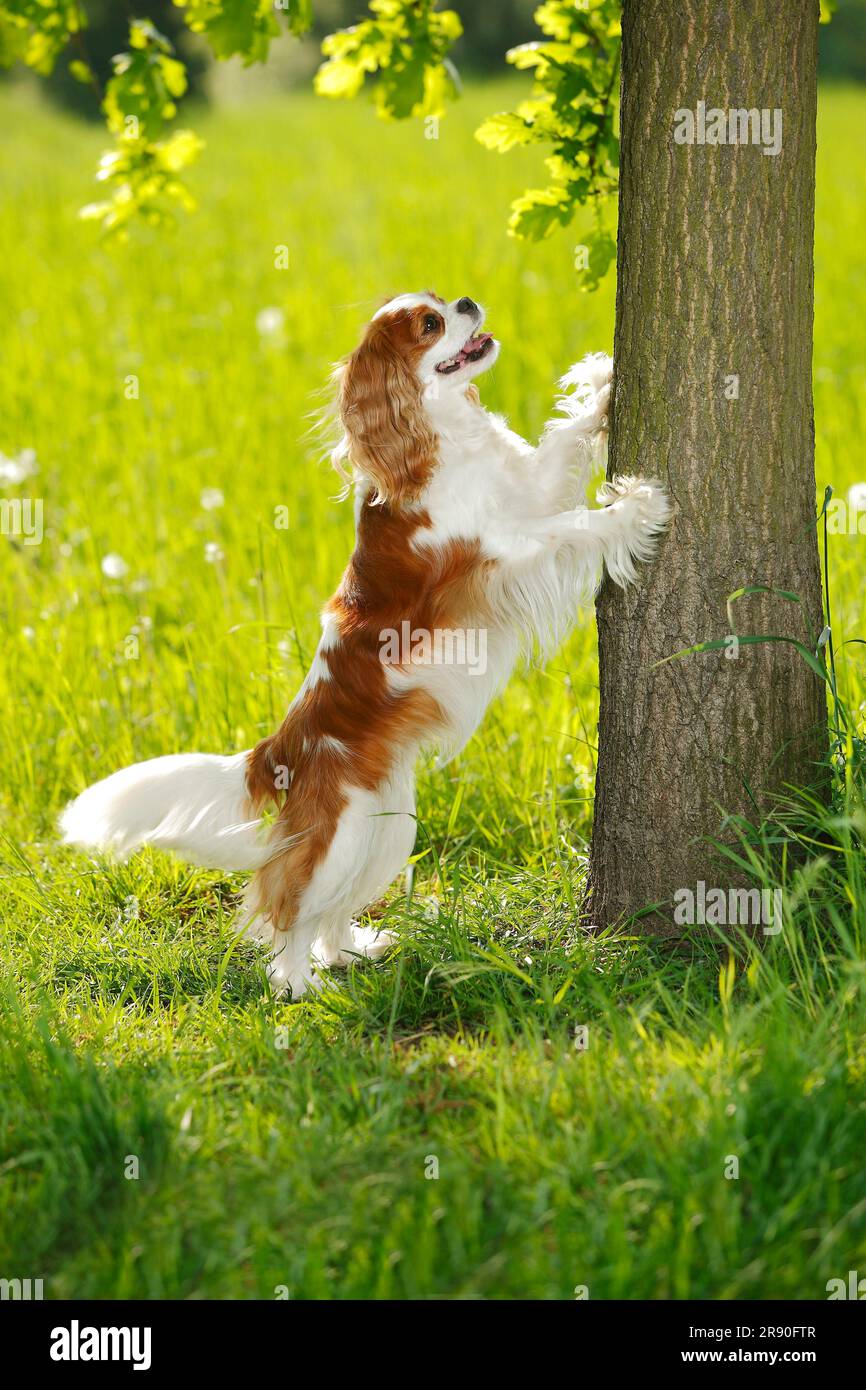 Blenheim cavalier king charles spaniel hi-res stock photography and ...