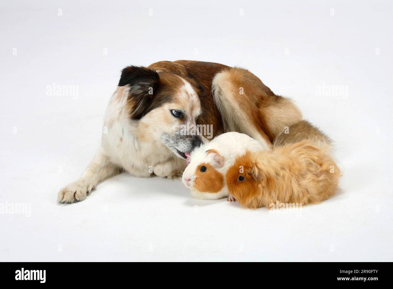 Mixed breed dog (Border Collie cross) with guinea pig Stock Photo - Alamy