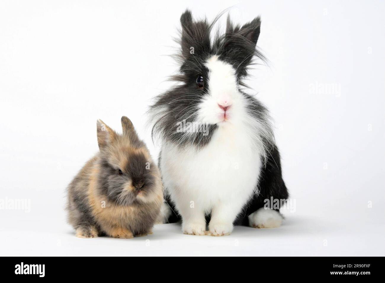 Lion's mane dwarf rabbit with kitten, Lion's mane dwarf rabbit, Lion's ...