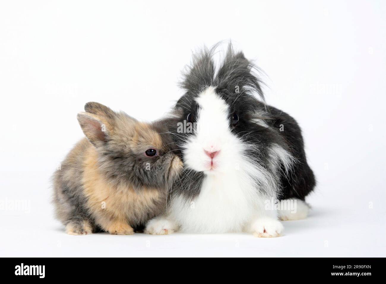 Lion's mane dwarf rabbit with kitten, Lion's mane dwarf rabbit, Lion's ...