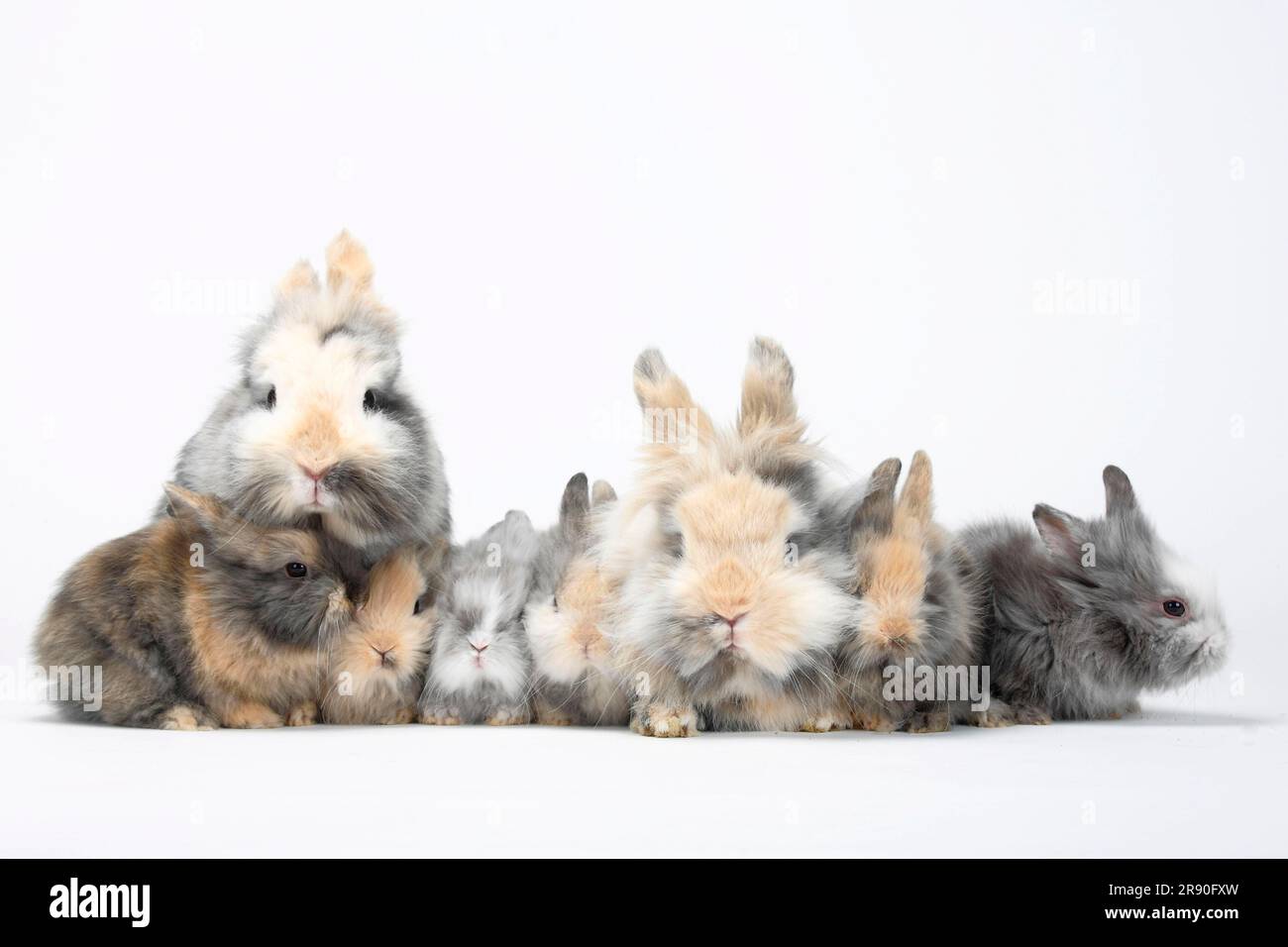 Lion's mane dwarf rabbits and kittens, lion's mane dwarf rabbits, lion ...