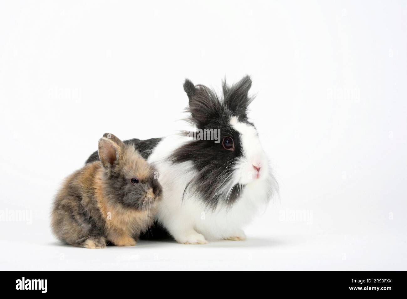 Lion's mane dwarf rabbit with kitten, Lion's mane dwarf rabbit, Lion's ...