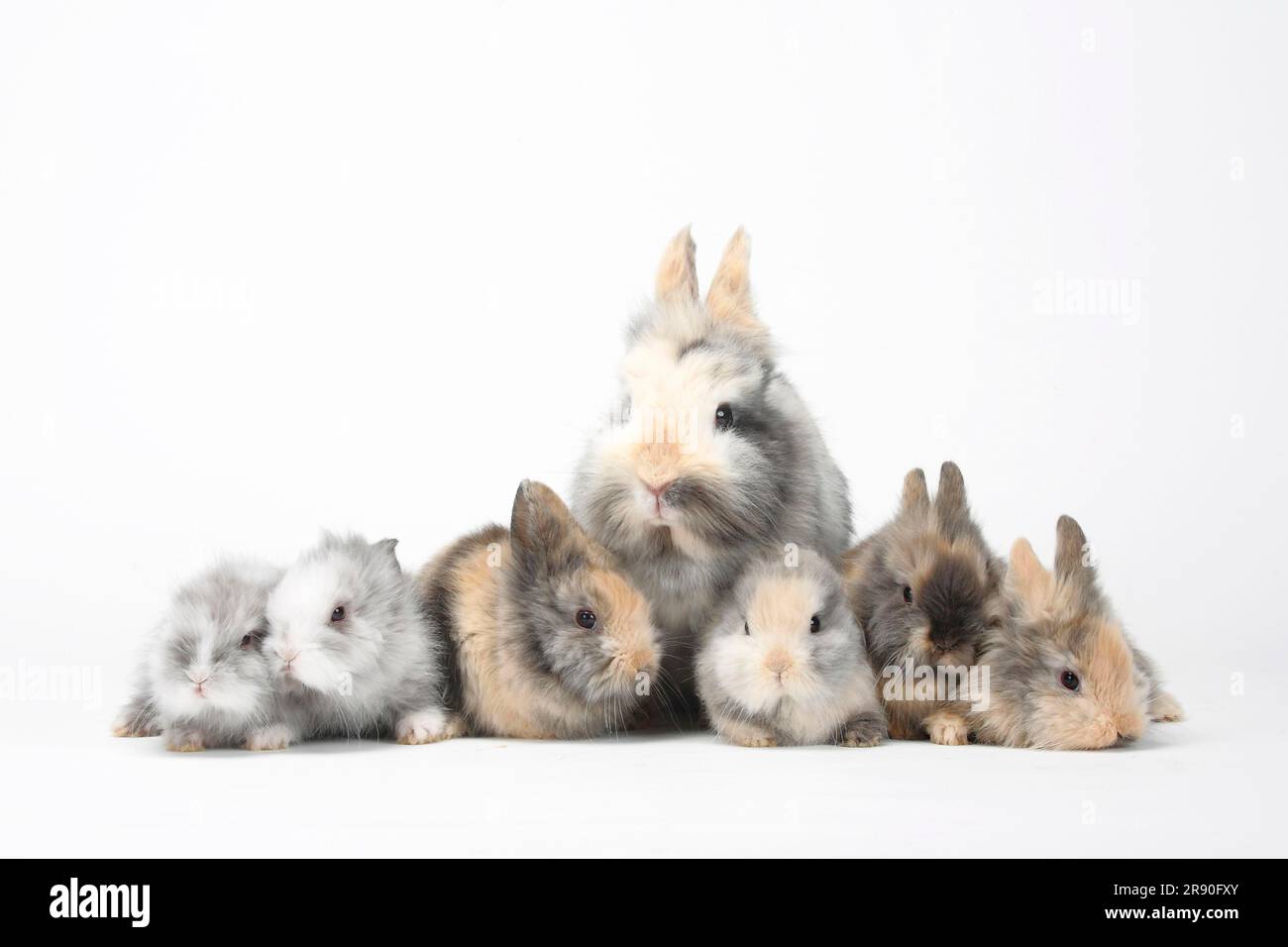 Lion's mane dwarf rabbits and kittens, lion's mane dwarf rabbits, lion ...