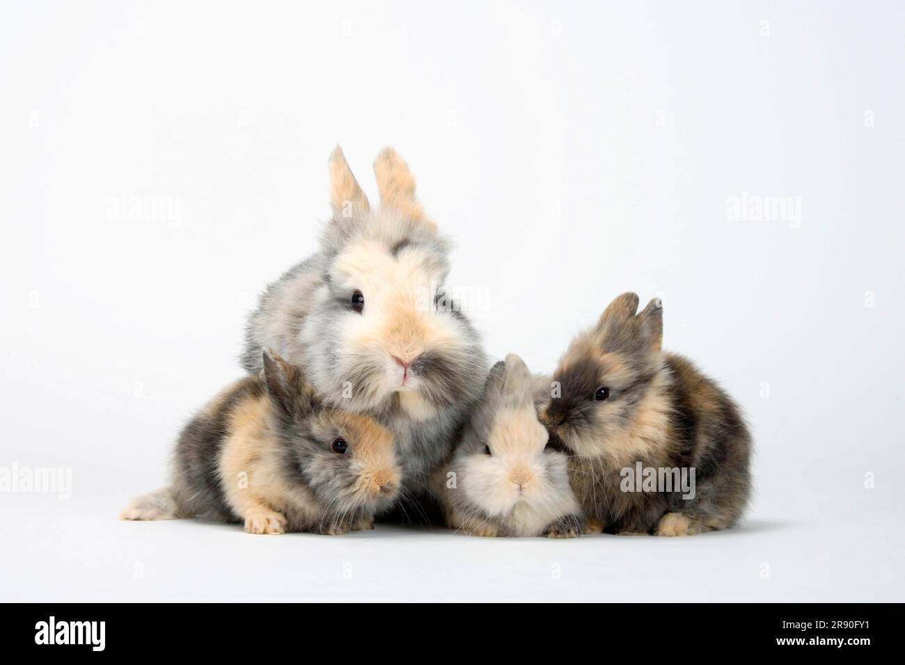 Lion's mane dwarf rabbits and kittens, lion's mane dwarf rabbits, lion's head rabbits, domestic ...