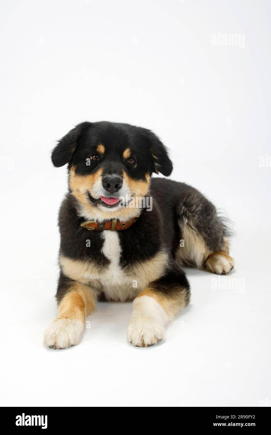 Chow Chow Australian Shepherd Mix