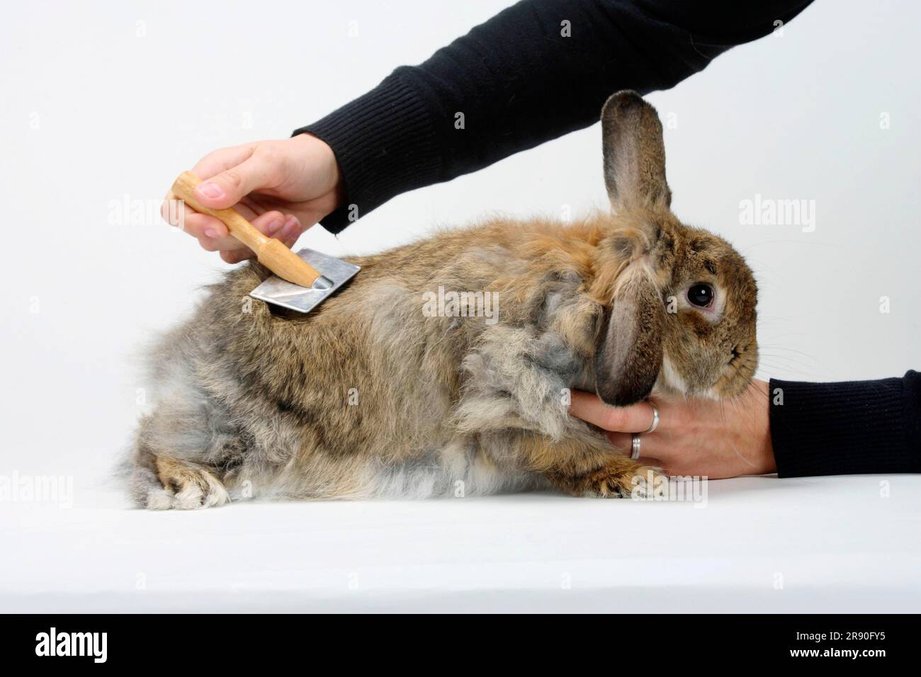 Domestic rabbit is brushed, brushed Stock Photo - Alamy