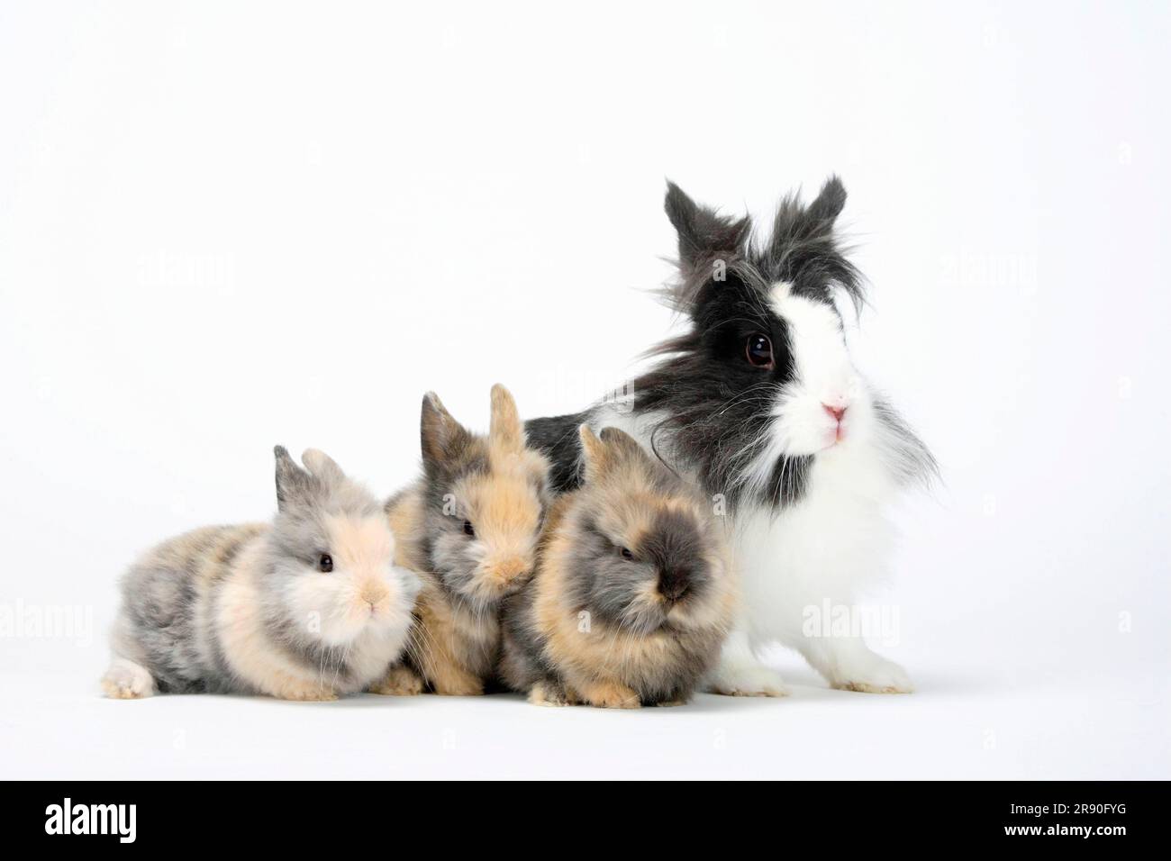 Lion's mane dwarf rabbits and kittens, lion's mane dwarf rabbits, lion ...