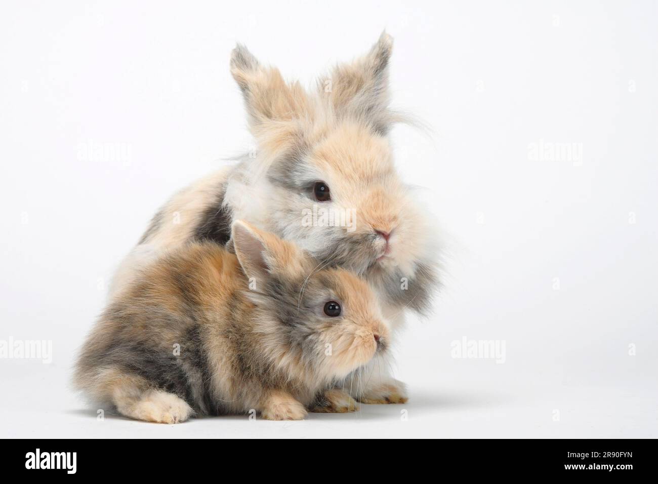 Lion's mane dwarf rabbit and kitten, Lion's mane dwarf rabbit, Lion's ...