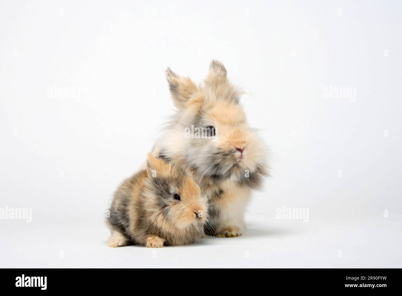 Lion's mane dwarf rabbit and kitten, Lion's mane dwarf rabbit, Lion's ...