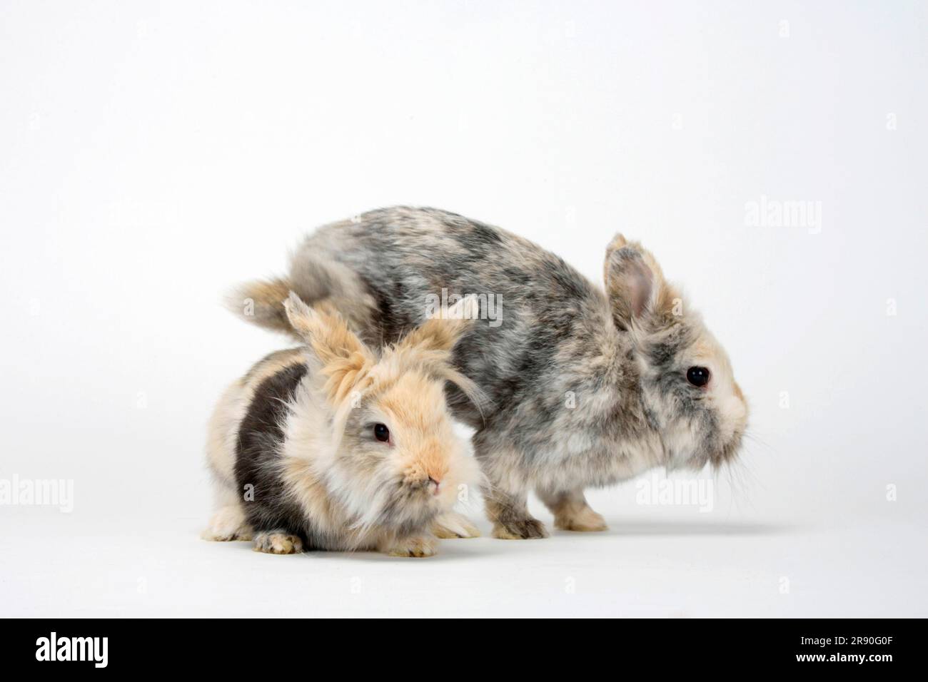 Lion-maned dwarf rabbits, kittens, lion-headed rabbits, domestic ...