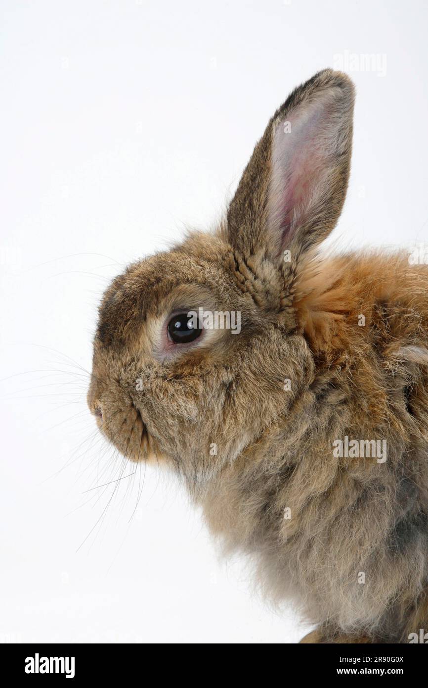 Domestic rabbit, lateral, profile Stock Photo - Alamy