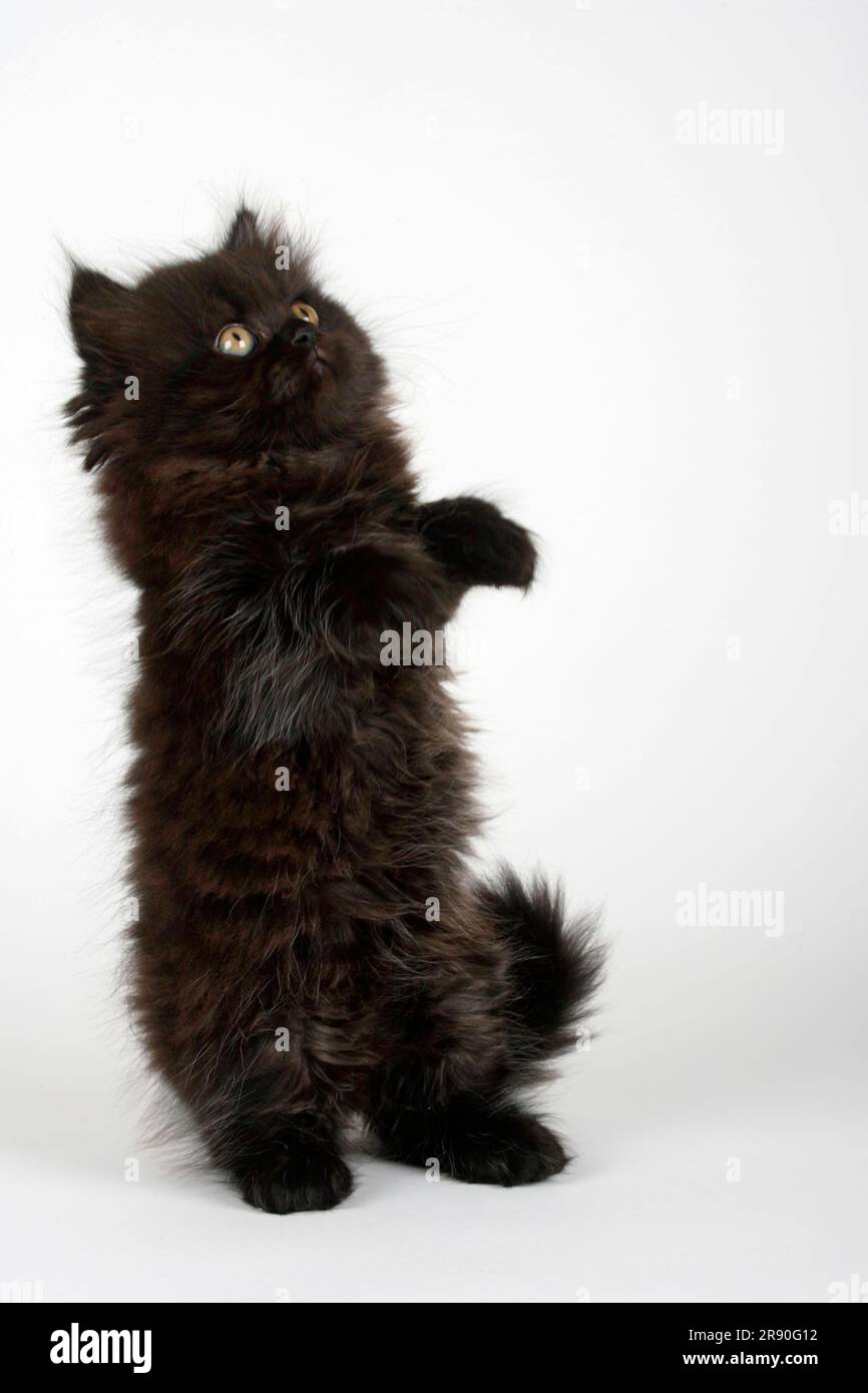 British longhair cat, kitten, 8 weeks, black, Highlander, Lowlander ...