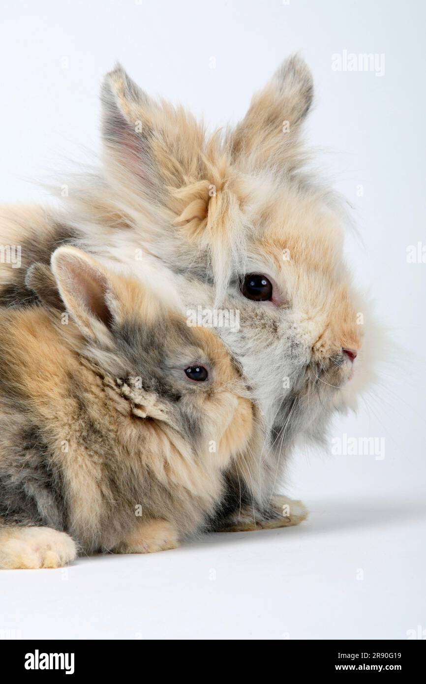 Lion's mane dwarf rabbit and kitten, Lion's mane dwarf rabbit, Lion's ...