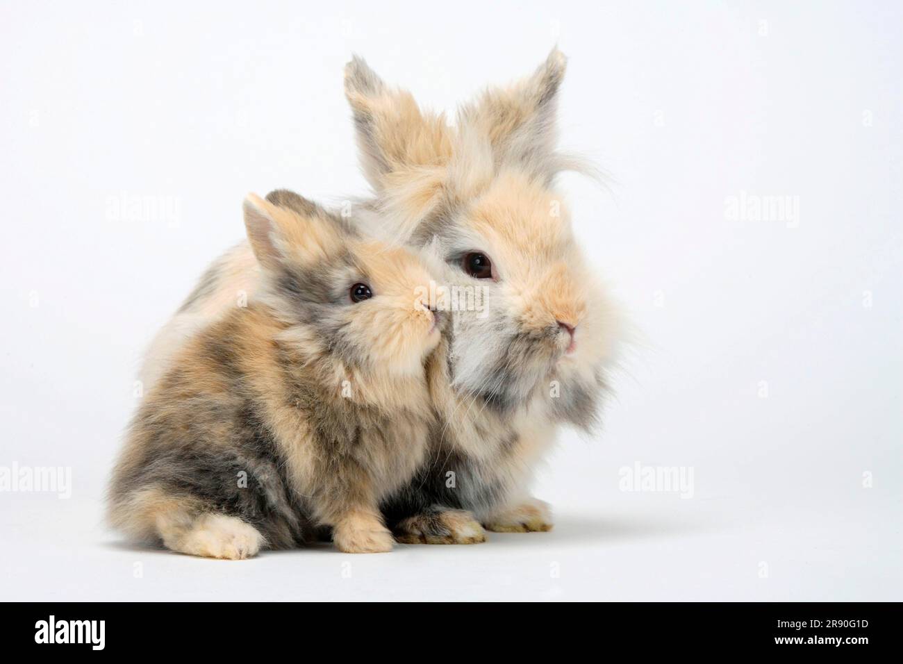 Lion's mane dwarf rabbit and kitten, Lion's mane dwarf rabbit, Lion's ...