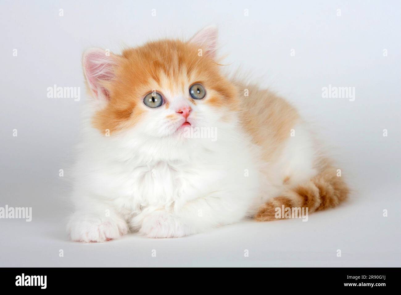 British longhair cat, kitten, 7 weeks, red and white, Highlander ...