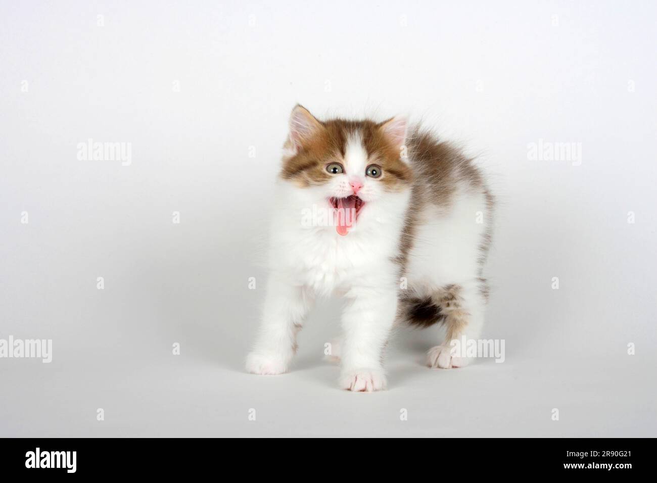 British longhair cat, kitten, 7 weeks, mocca-tabby-white, Highlander ...
