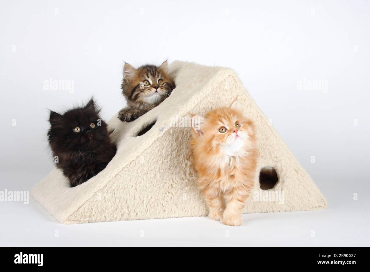 British longhair cat, kitten, 8 weeks, Highlander, Lowlander, Britanica ...