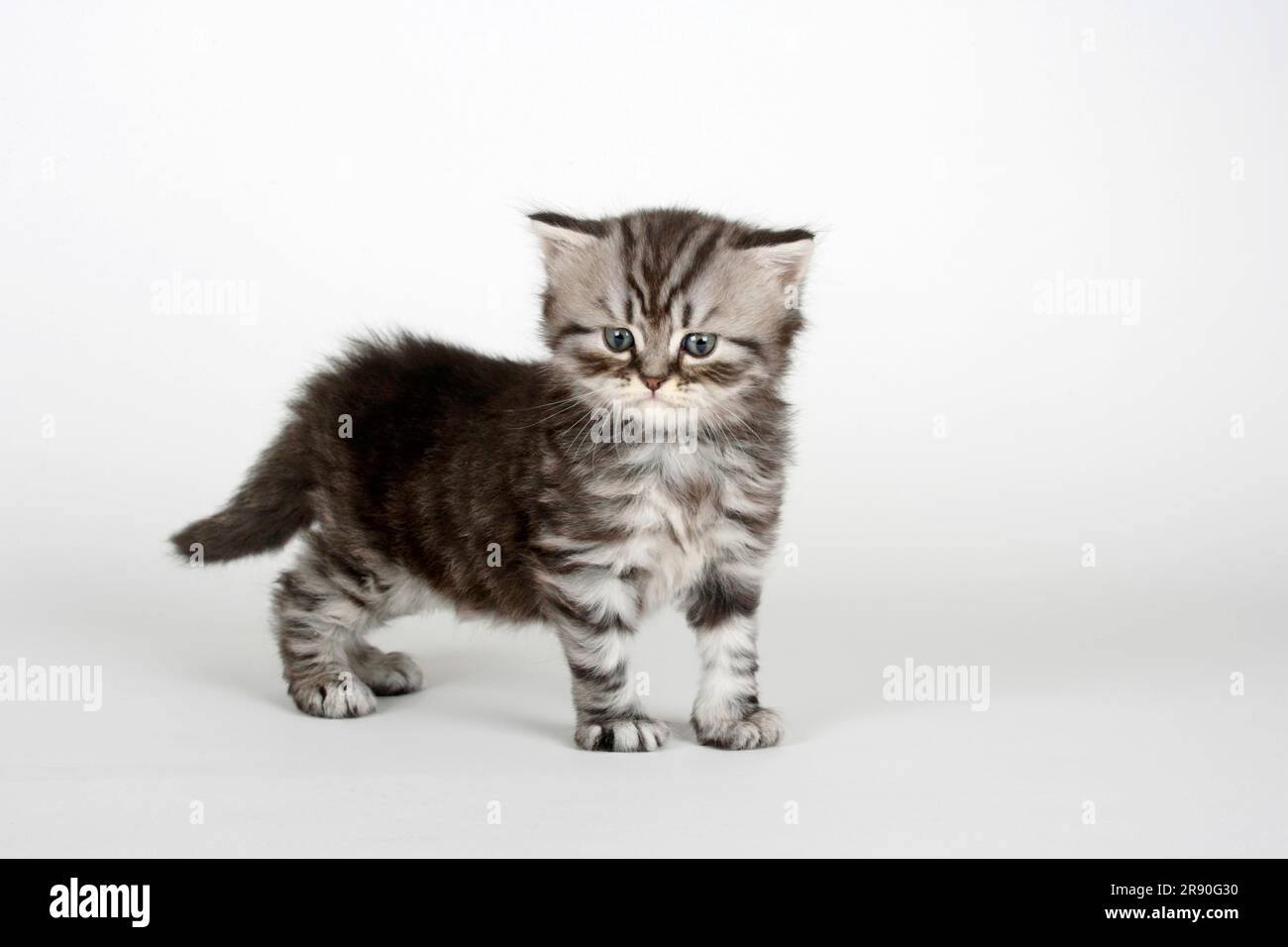 British longhair cat, kitten, 5 weeks, black-silver-tabby, Highlander ...