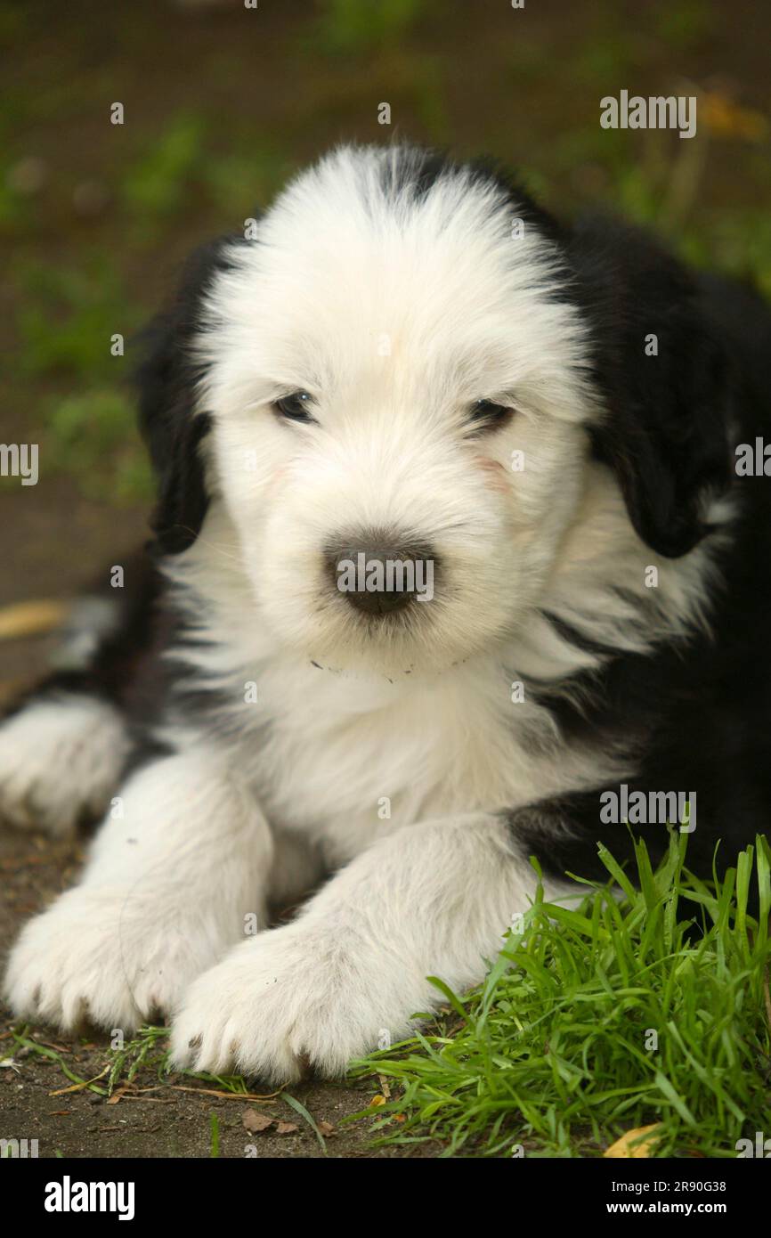 Bobtail, puppy, 7 weeks, Old English Sheepdog, Old English Sheepdog ...