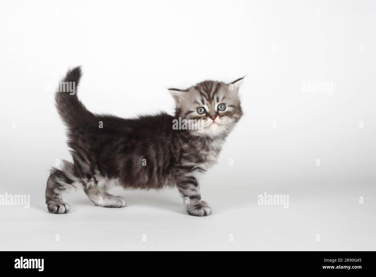 British longhair cat, kitten, 5 weeks, black-silver tabby, Highlander ...