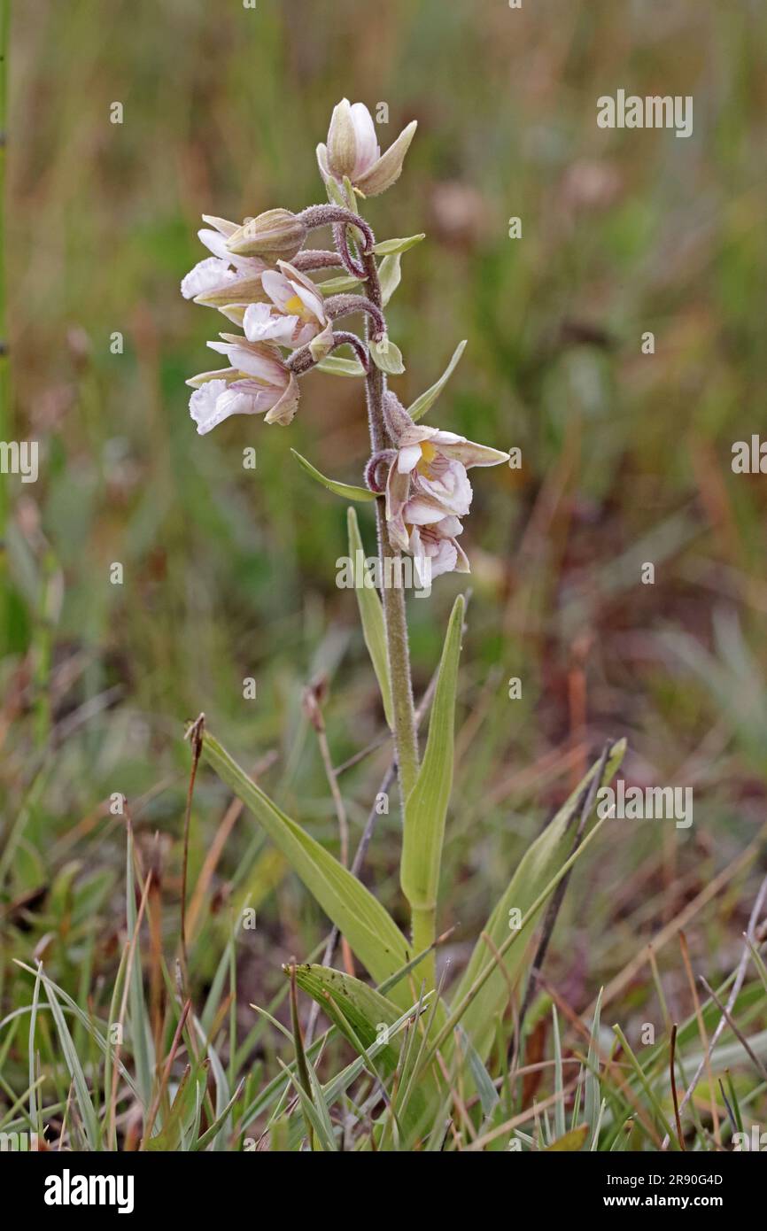 Marsh Helleborine in flower at Ken Fig Nature Reserve Wales UK Stock ...