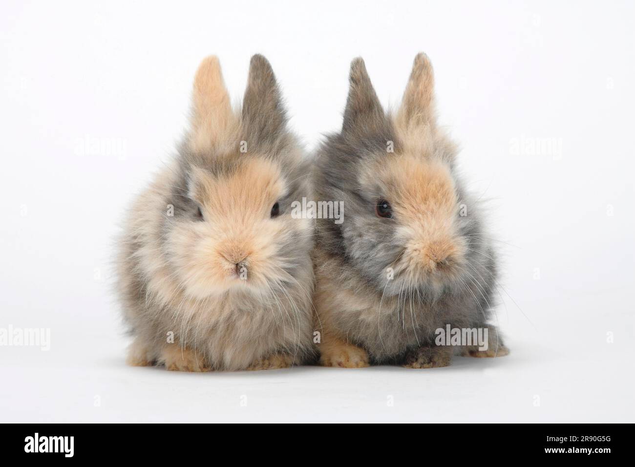 Lion-maned dwarf rabbits, kittens, lion-headed rabbits, domestic ...