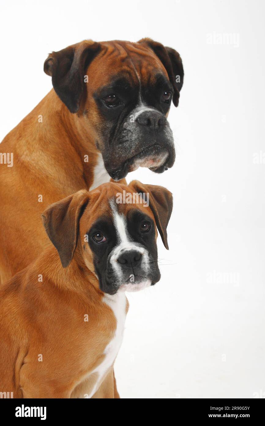 Head shot of boxer dog puppy hi-res stock photography and images - Alamy