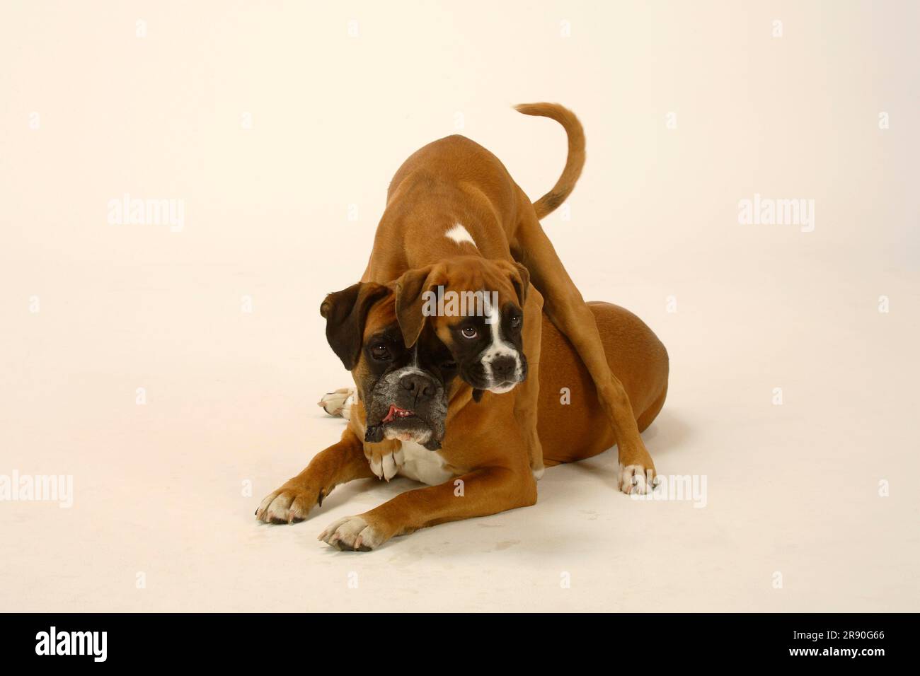 Three month boxer hi-res stock photography and images - Alamy