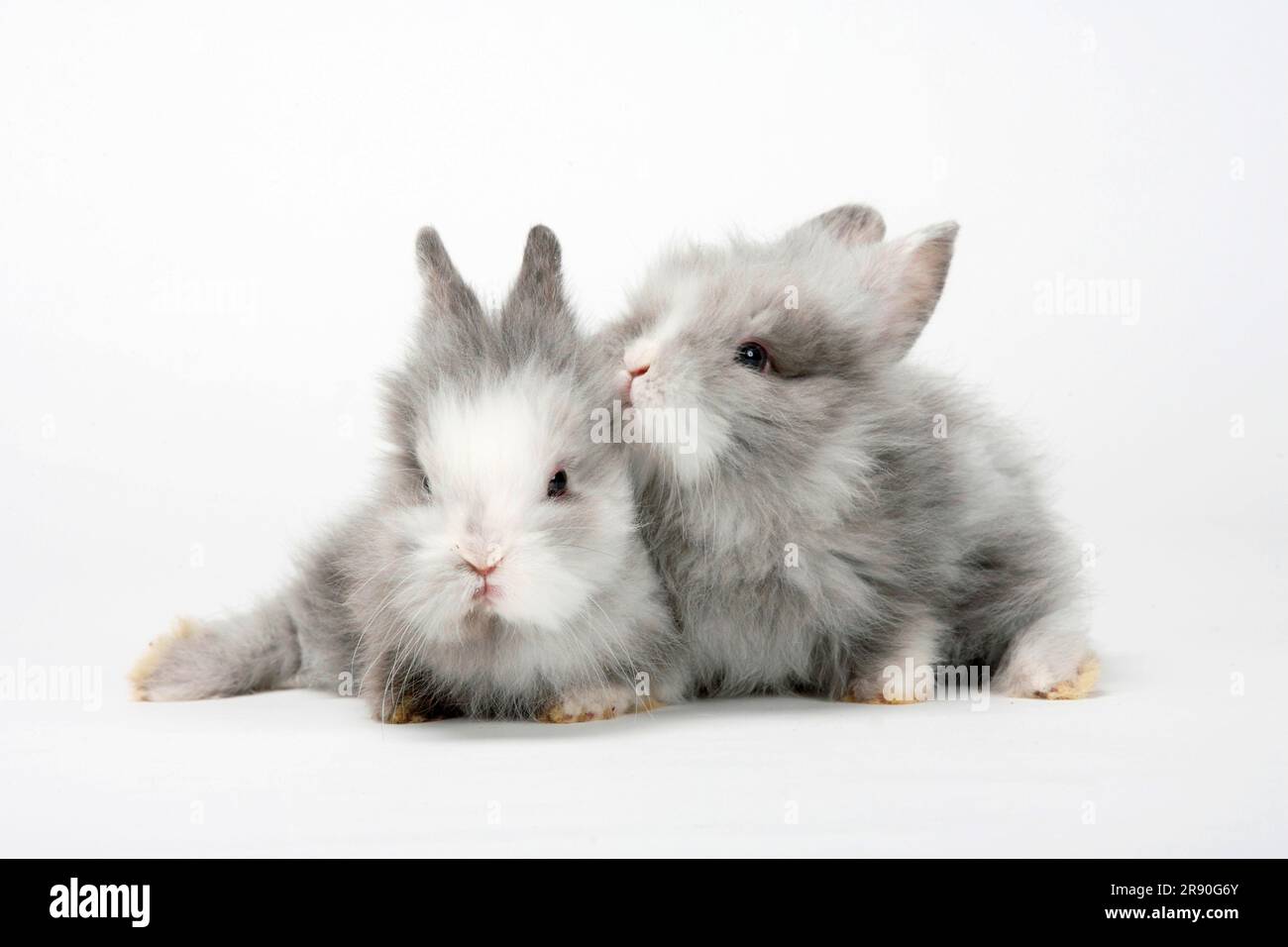 Lion-maned dwarf rabbits, kittens, lion-headed rabbits, domestic ...