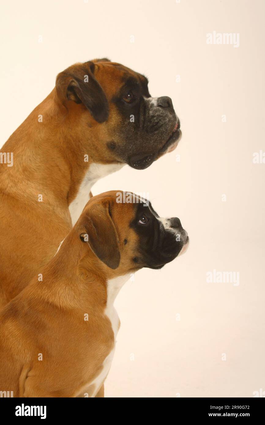 Boxer Dog Profile