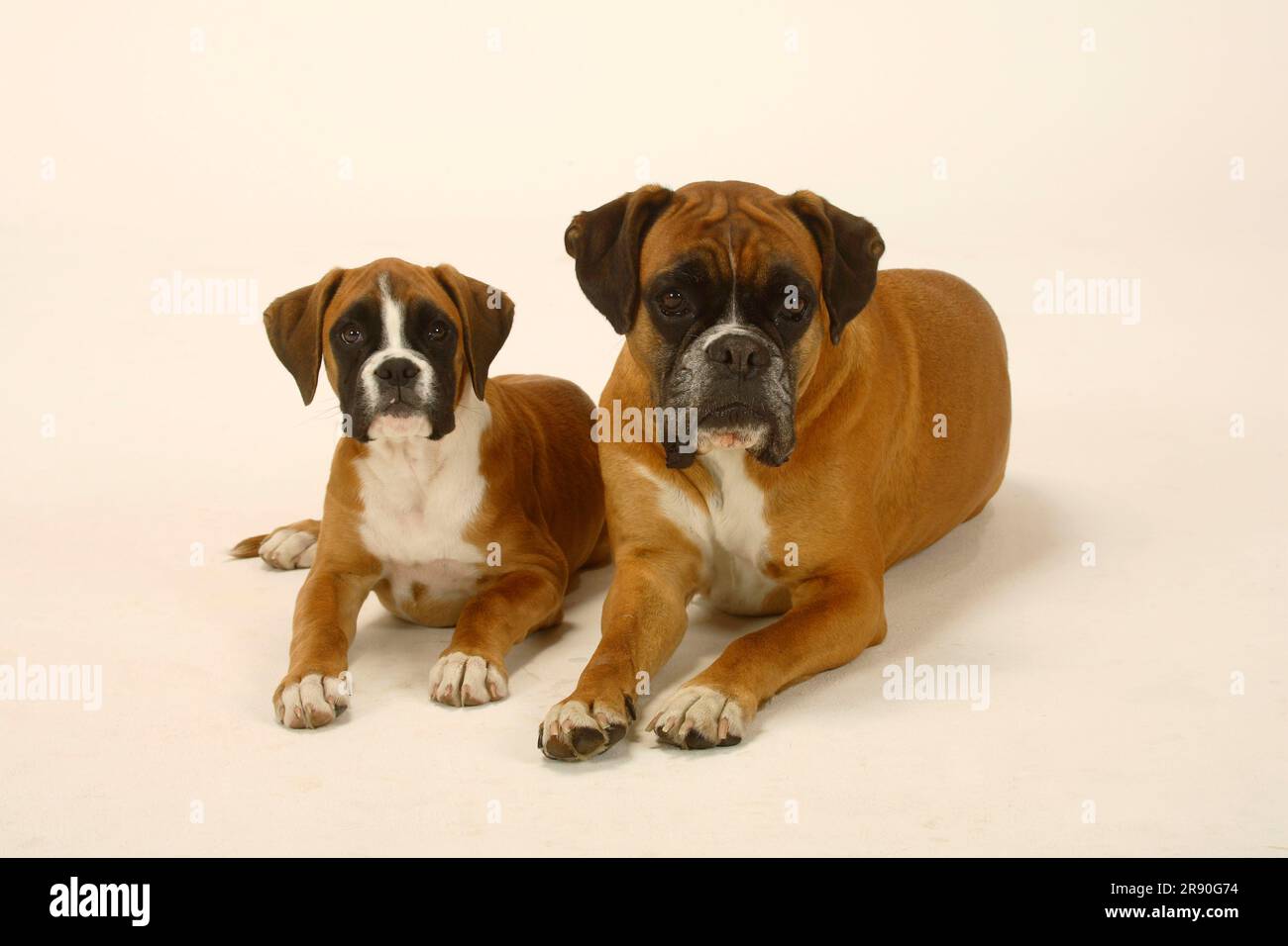 Three month boxer hi-res stock photography and images - Alamy