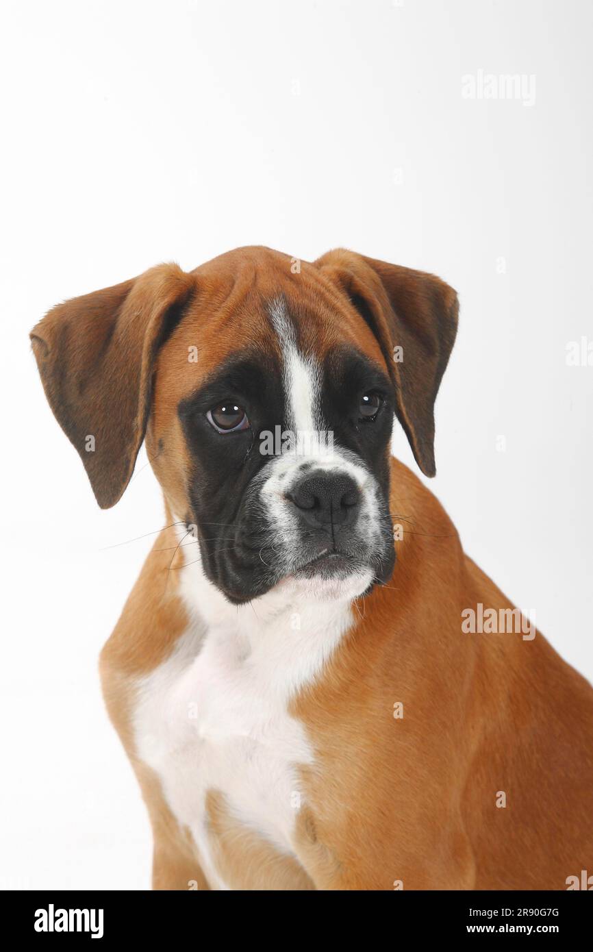 Three month boxer hi-res stock photography and images - Alamy
