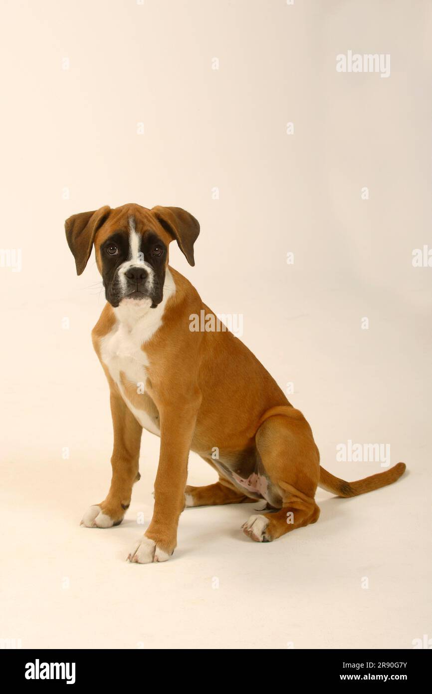 Three month boxer hi-res stock photography and images - Alamy