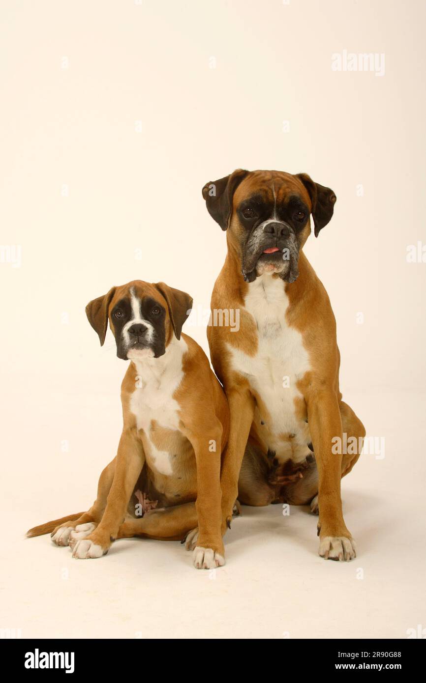 Three month boxer hi-res stock photography and images - Alamy