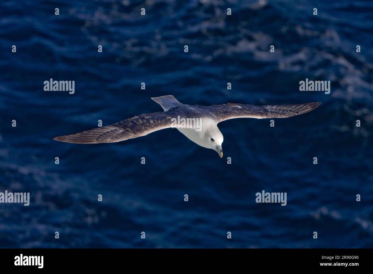 Northern fulmar (Fulmarus glacialis), free-ranging, Iceland Stock Photo ...