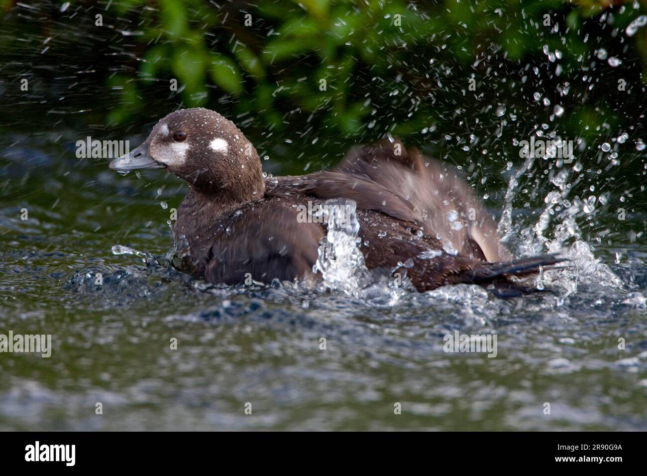 Harlequin Duck (Histrionicus histrionicus), female, Iceland Stock Photo ...