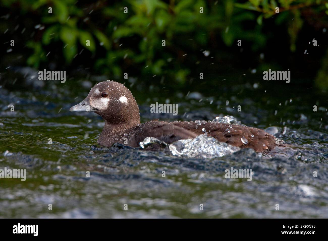 Female harlequin duck hi-res stock photography and images - Alamy
