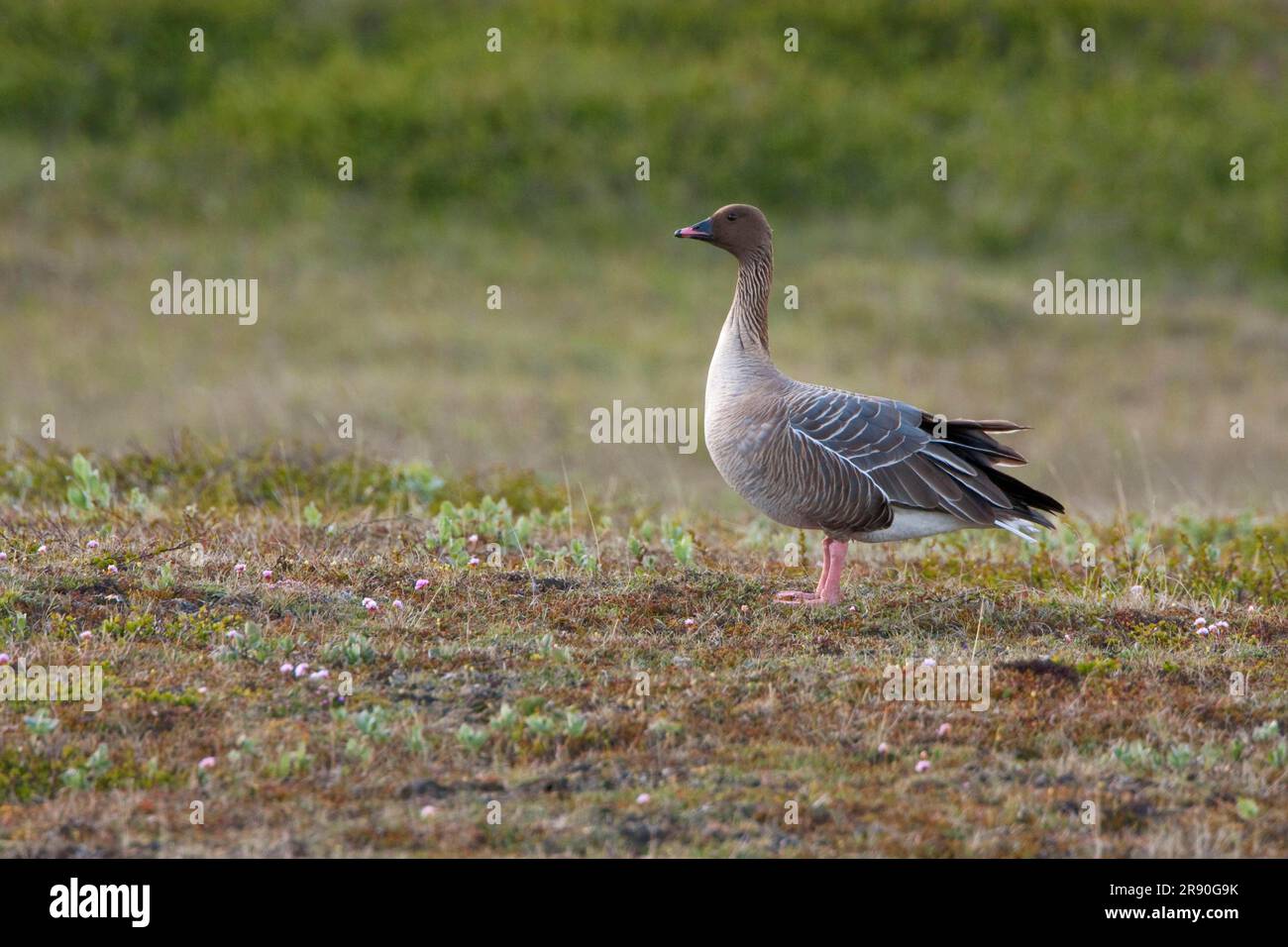 Pink-footed Goose, Iceland (Anser fabalis brachyrhynchus), side Stock ...