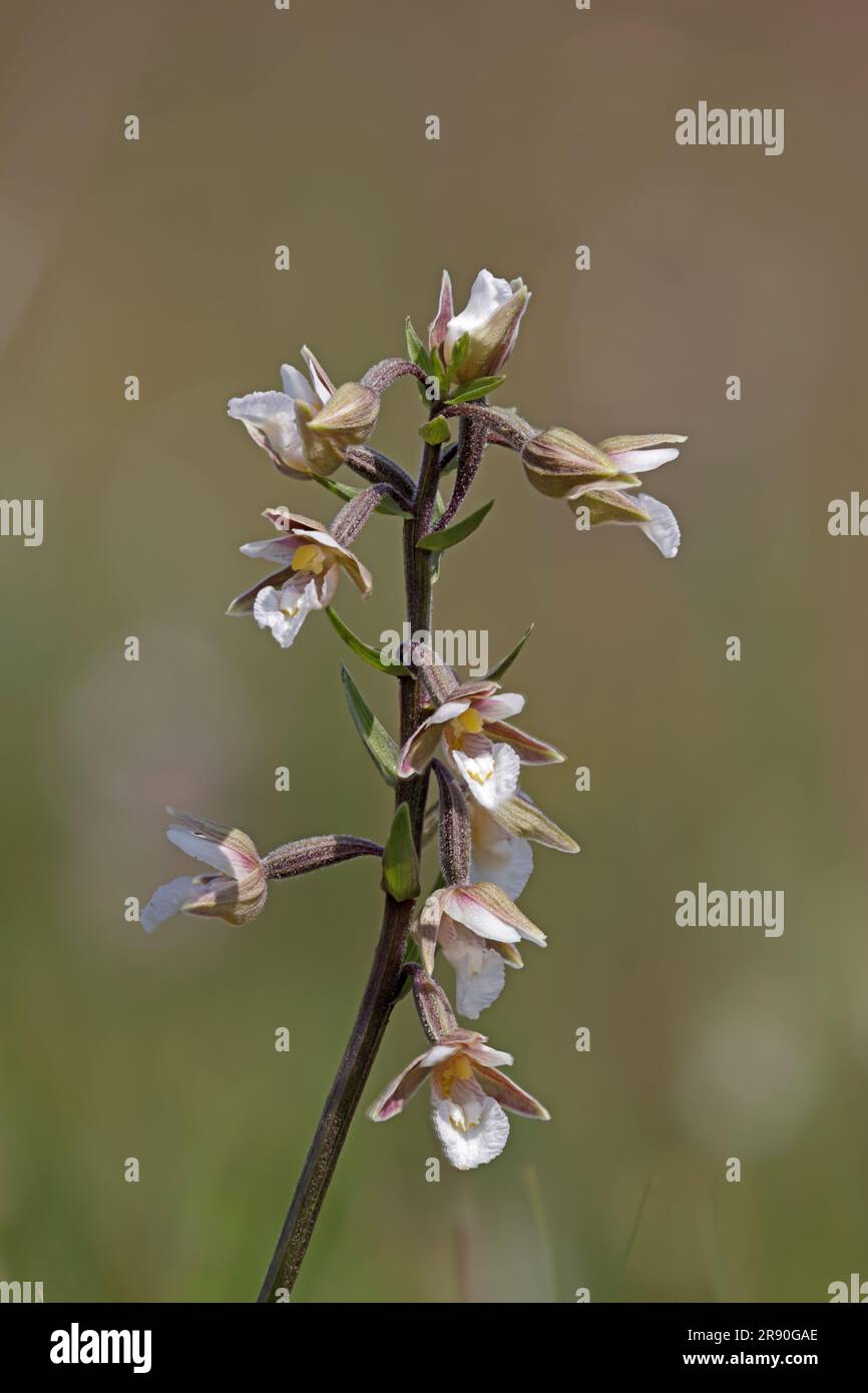 Marsh Helleborine in flower at Ken Fig Nature Reserve Wales UK Stock ...