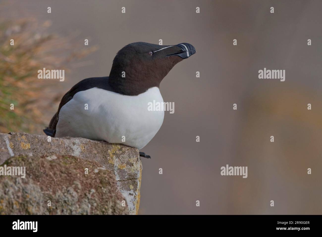 Razorbill photography hi-res stock photography and images - Alamy