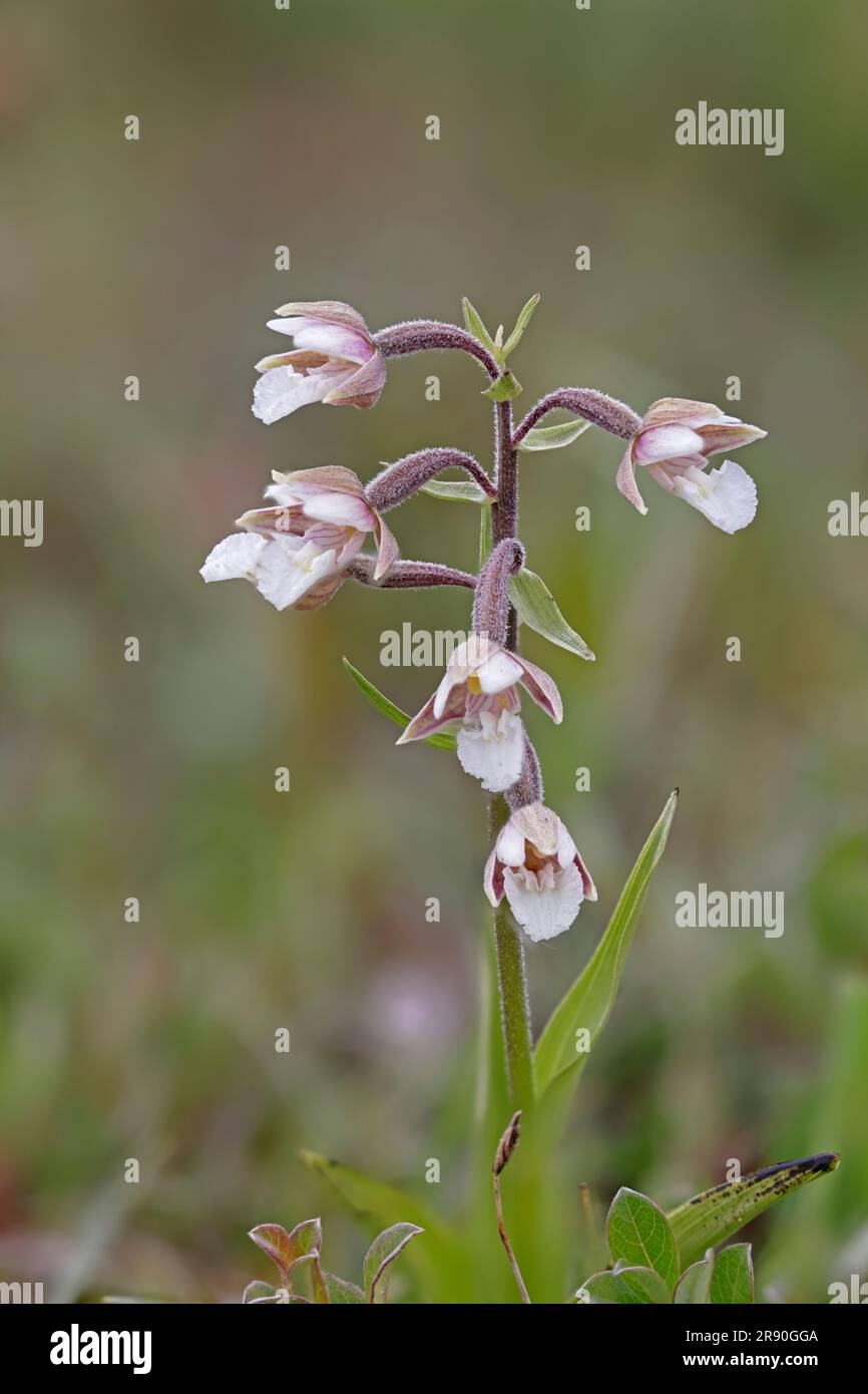 Marsh Helleborine in flower at Ken Fig Nature Reserve Wales UK Stock ...