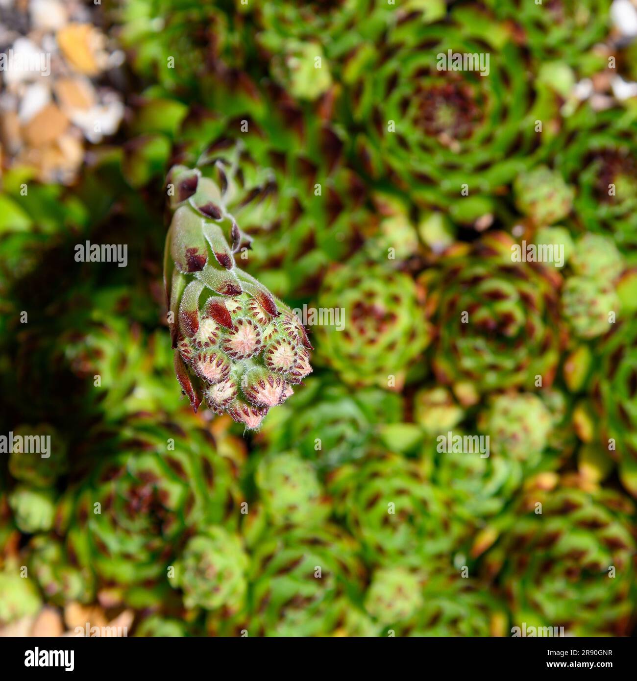 Common houseleek (Sempervivum tectorum) against a defocussed background ...