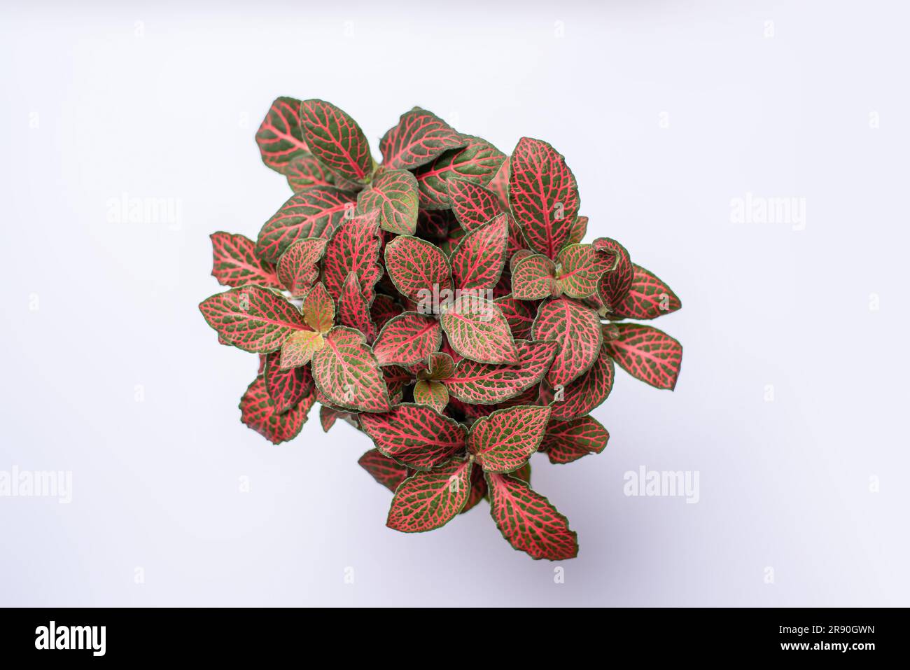 Fittonia macro hi-res stock photography and images - Alamy