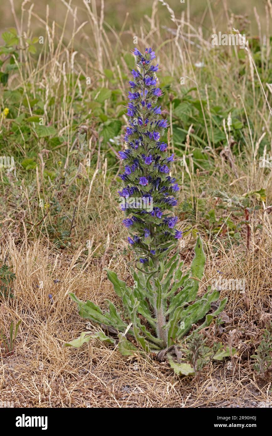 Viper's Bugloss in flower at Ken Fig Nature Reserve Wales UK Stock ...