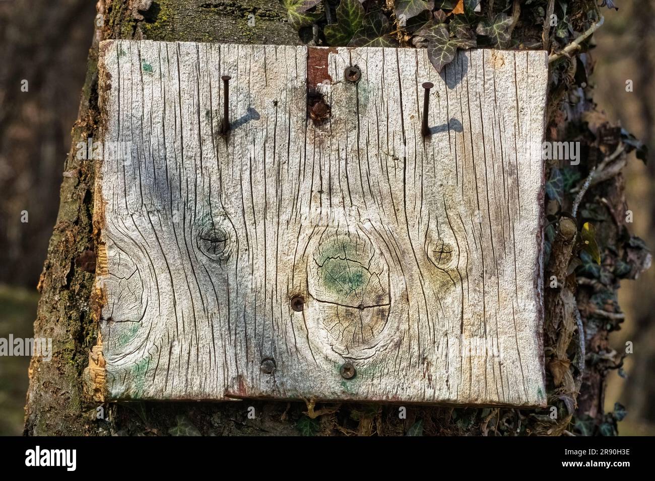 Wooden sign attached to a tree with nails Stock Photo - Alamy